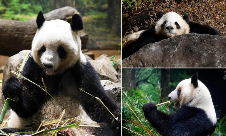Japan to be panda-less for the first time in 50 years as giant twin ...