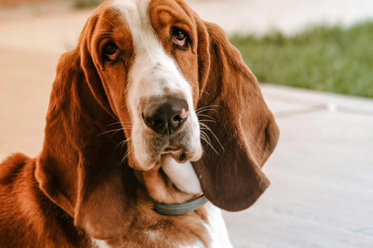 Basset hound spots his Christmas presents early and his stubborn ...