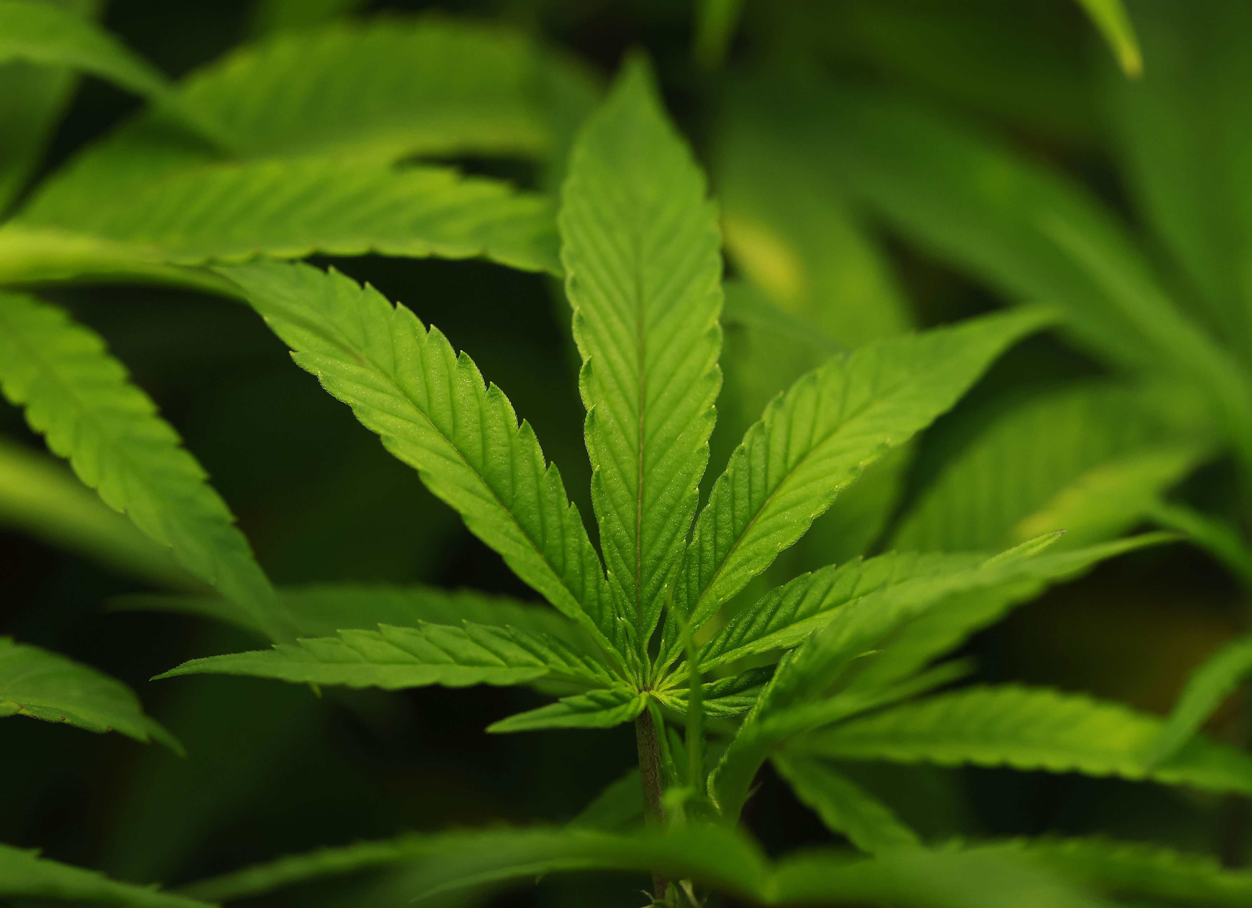 Trump poised to reclassify marijuana as Schedule III on Thursday: Report