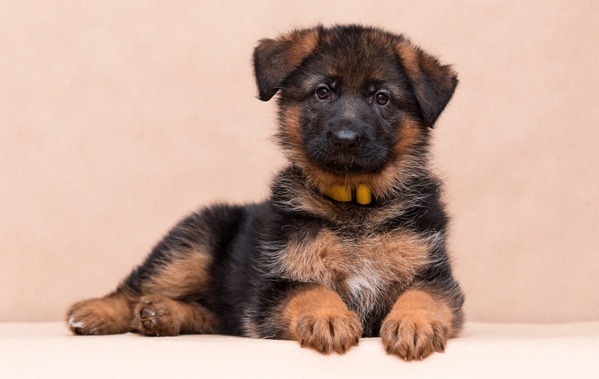 German shepherd puppy turns into a new animal every time his ears ...