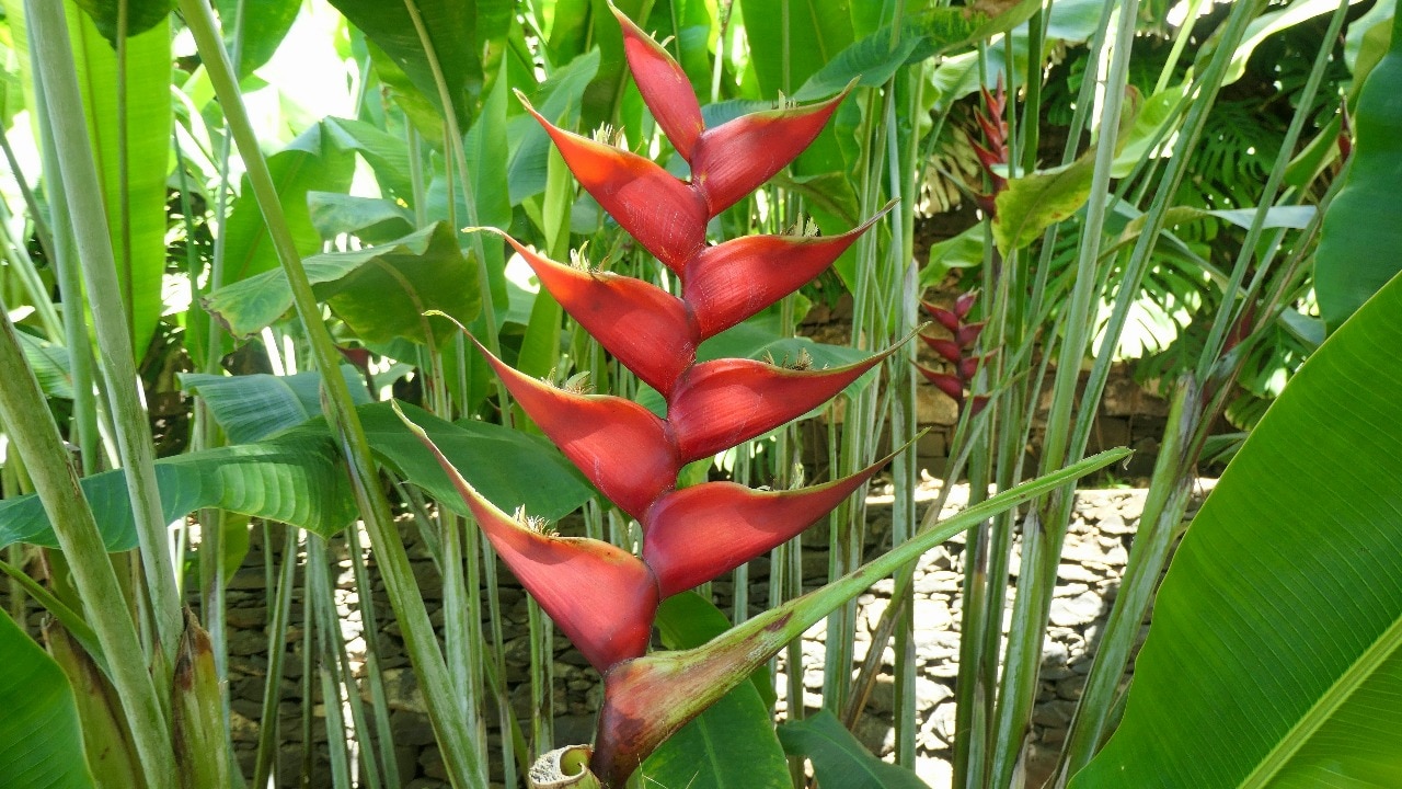 Edible Indian flowers in traditional cooking you must know