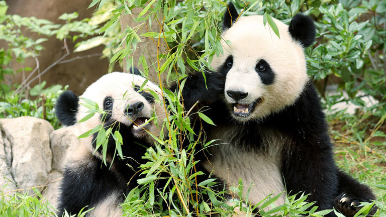 'Pandaoorlog' China en Japan: Chinezen eisen tweeling terug