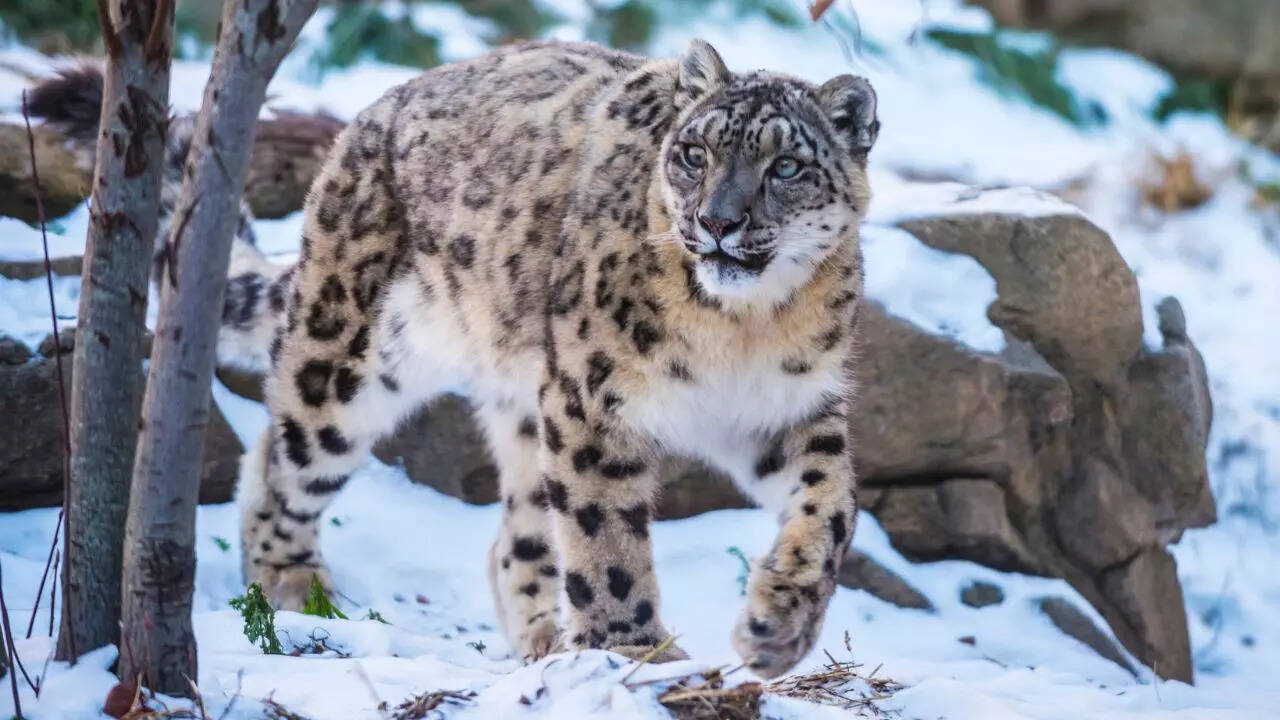 Why Ladakh is home to nearly 400 snow leopards and where else to find ...