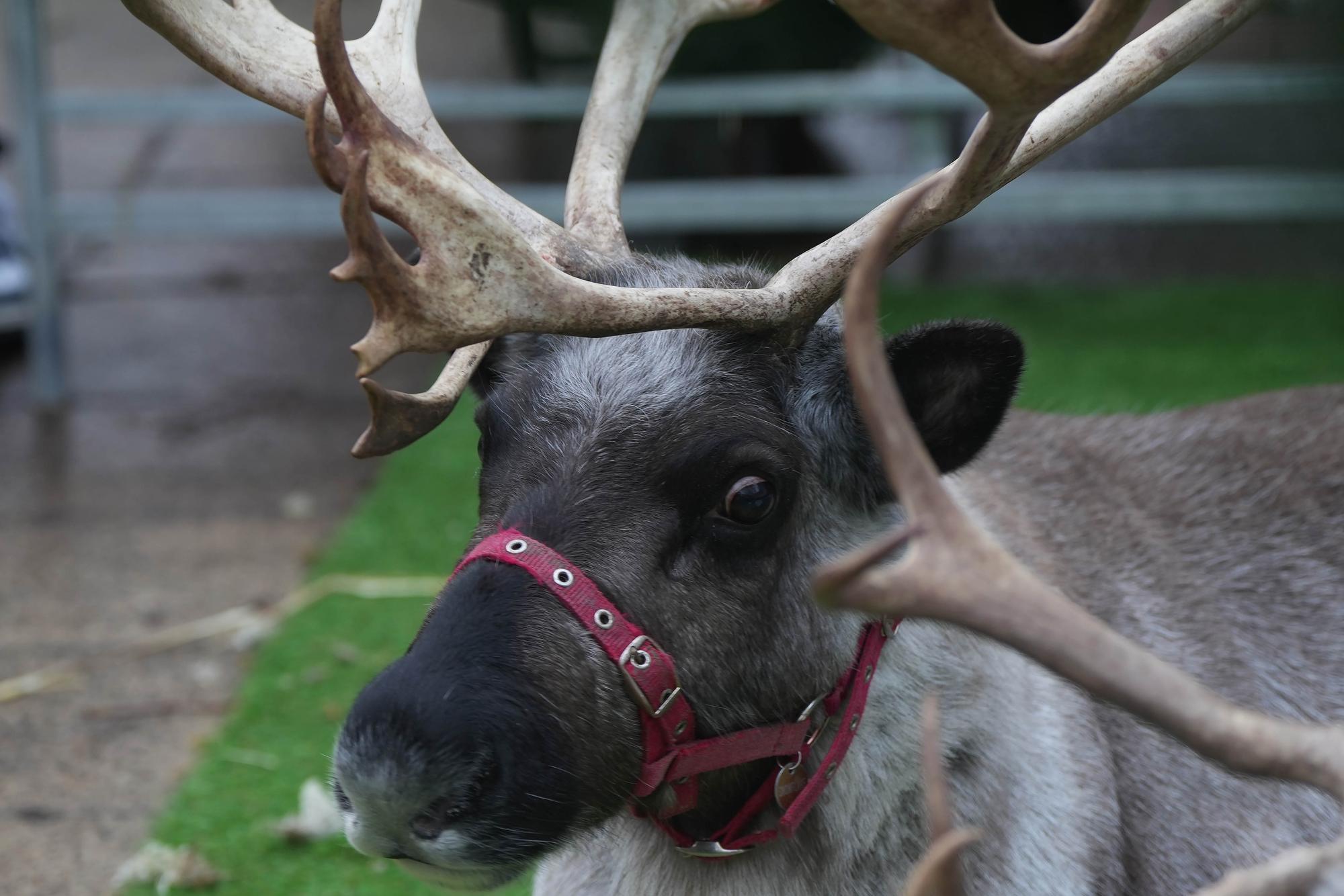 Meet Santa’s reindeer in Worthing town centre