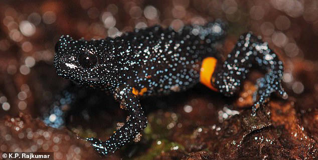 Rare 'galaxy frogs' are feared to have been killed after photographers ...