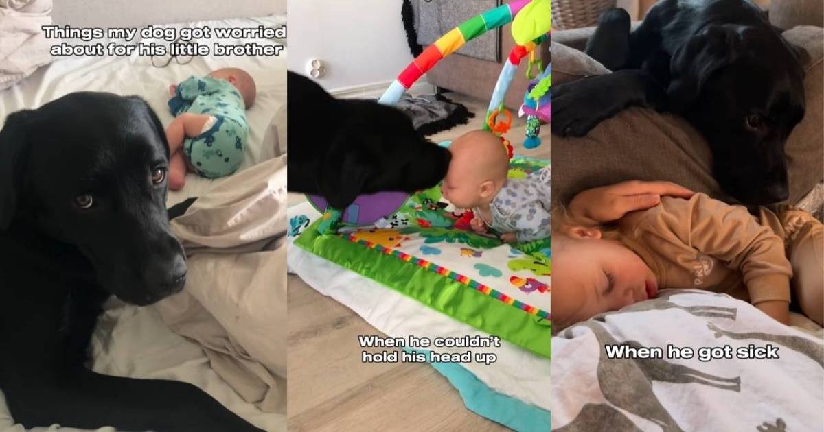 Video: Labrador takes big brother duties towards baby seriously