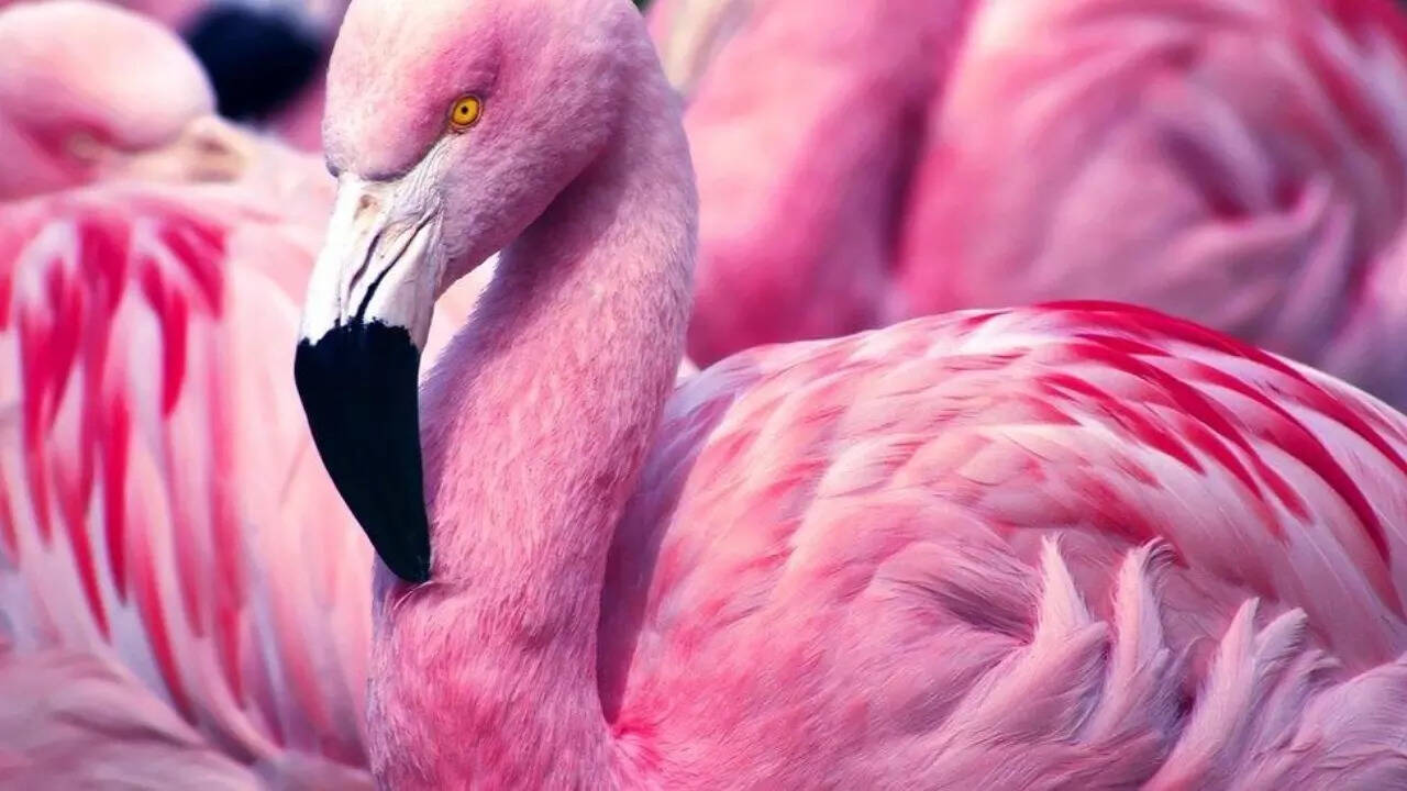 7 rare and fascinating facts about flamingos you probably didn’t know
