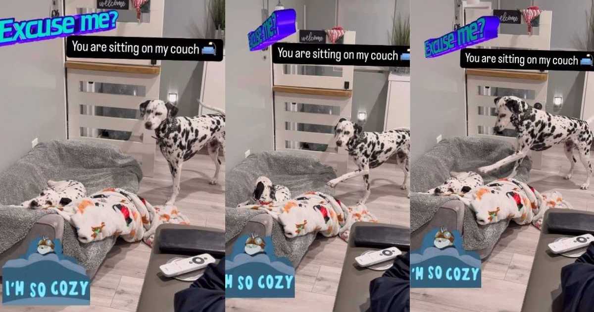 Video shows dog is opposed to sharing the bed with puppy
