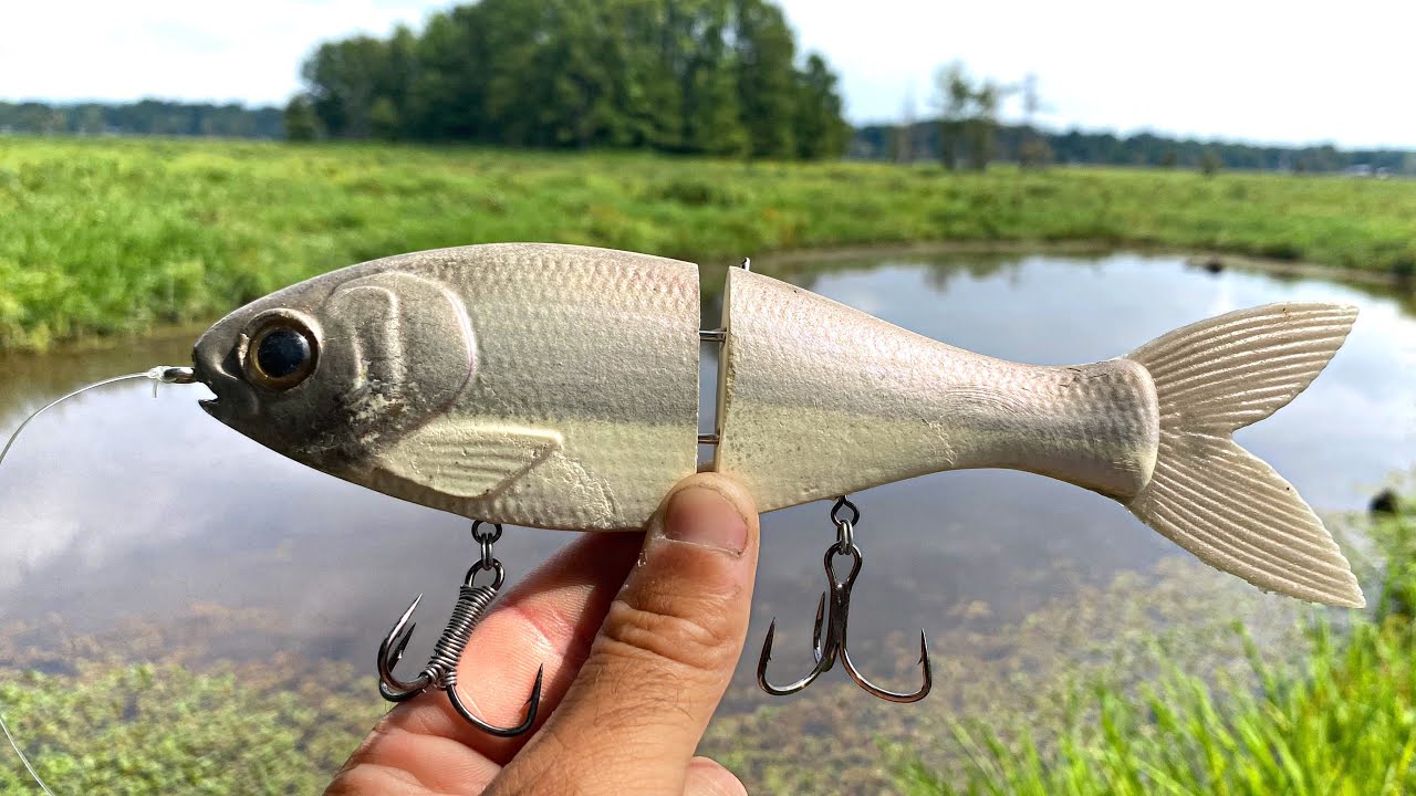 Giant shad bait triggers an unbelievable underwater feeding frenzy