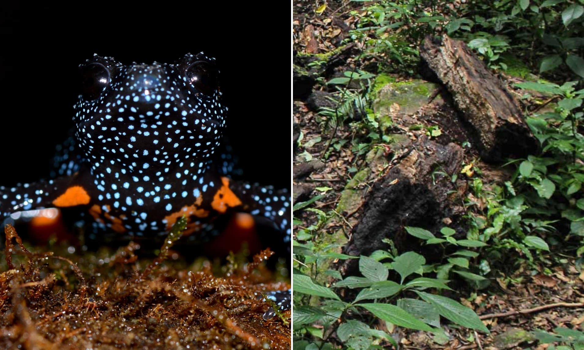 Rare 'galaxy frogs' are feared to have been killed after photographers ...