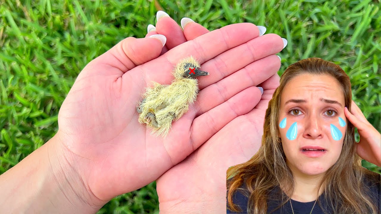 A sad but hopeful story: Honoring a fallen baby bird