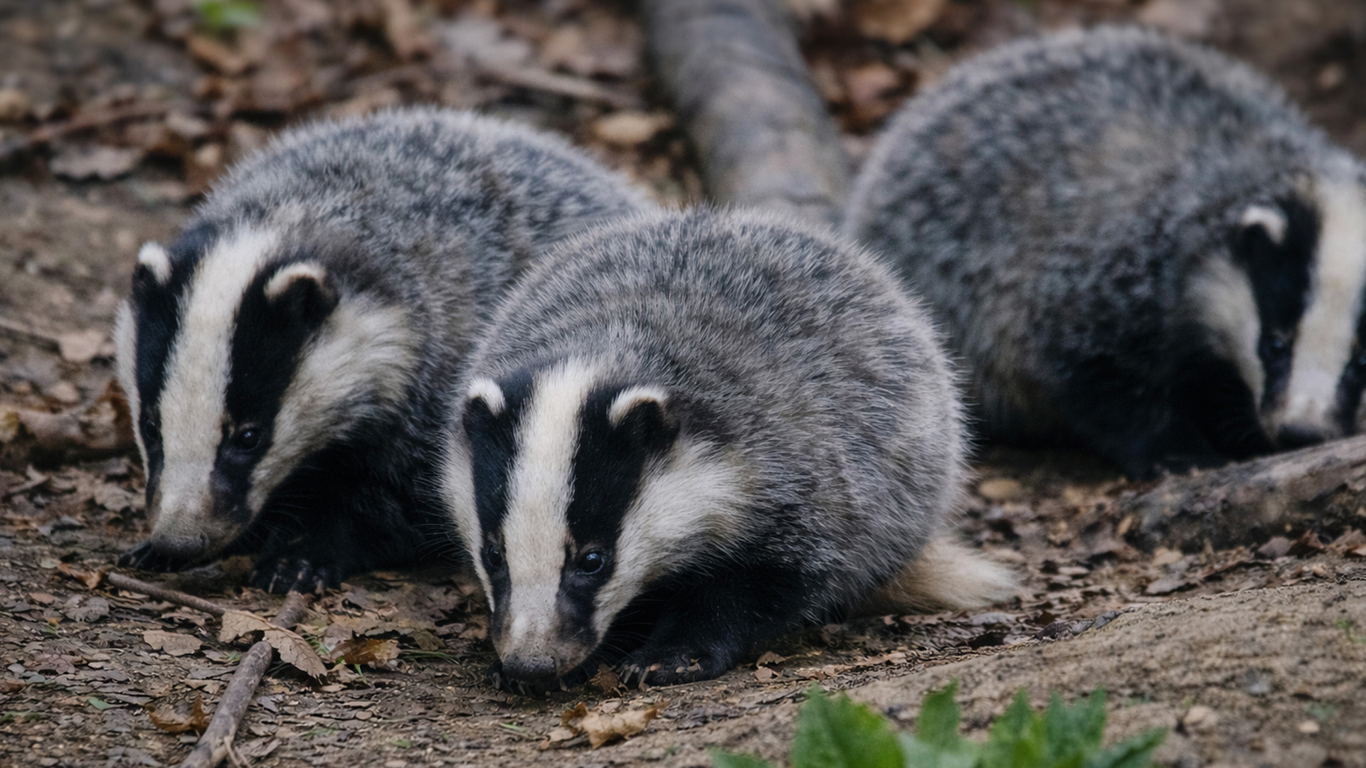 Cuccioli di tasso esplorano un sentiero tra le foglie