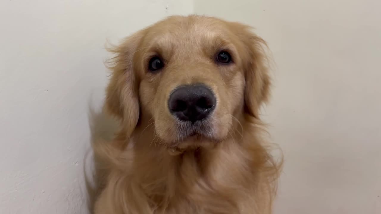 Pet golden retriever begs for treats from owner