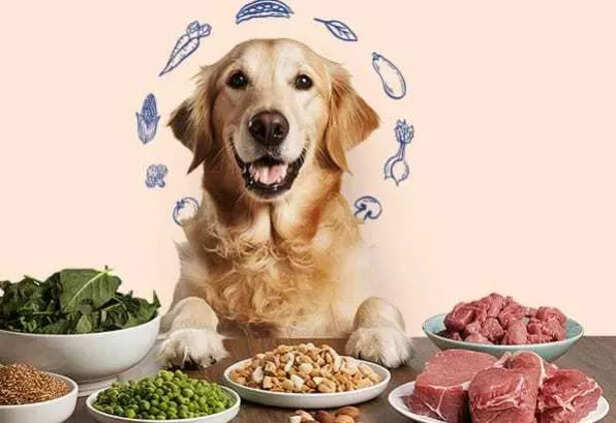 Homemade vs commercial diet for pets