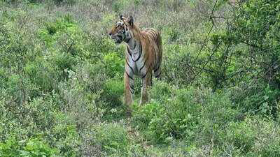 Efforts on to cage, drive back tiger on the loose in Kerala's Wayanad ...