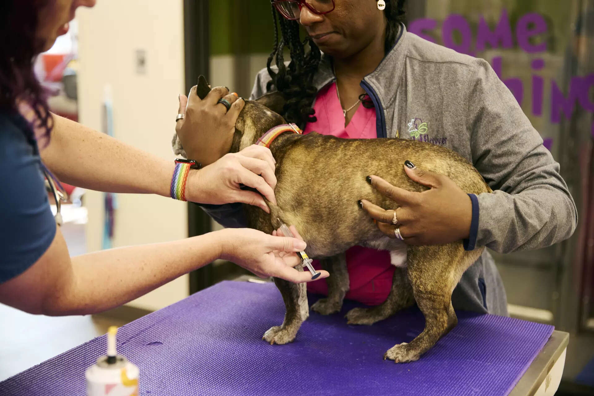 Canine parvovirus outbreak in Illawarra: How to spot symptoms, protect ...
