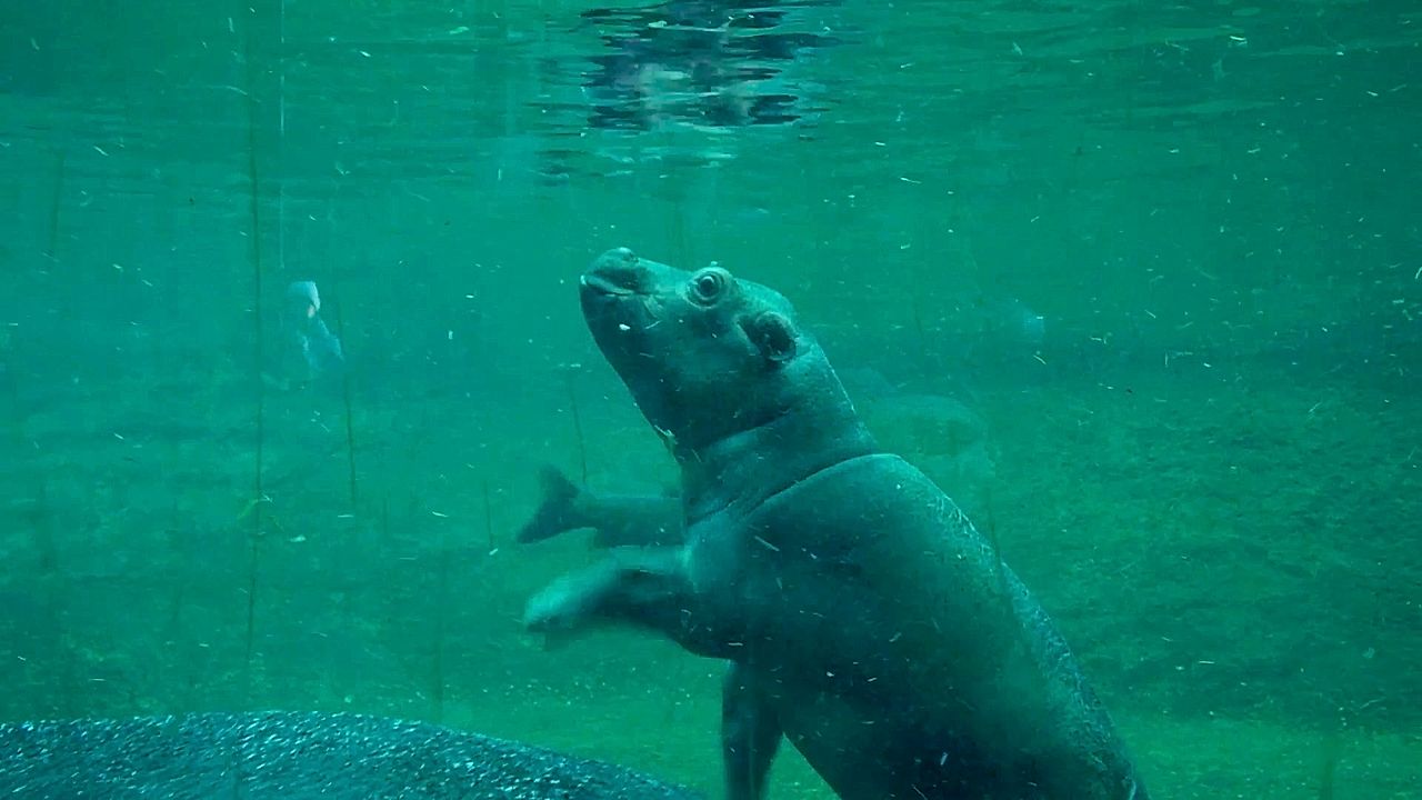 Baby hippo at Berlin Zoo officially named Willi