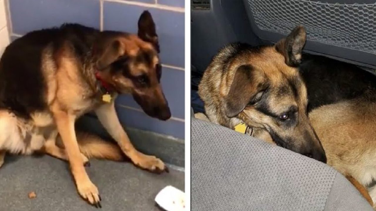 Family abandons loyal dog at shelter after having a baby
