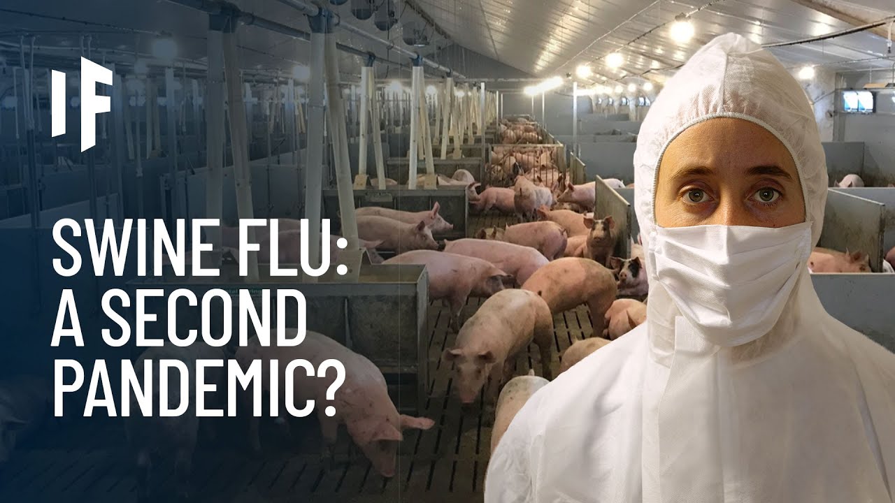 Watch what would happen if swine flu spread globally again