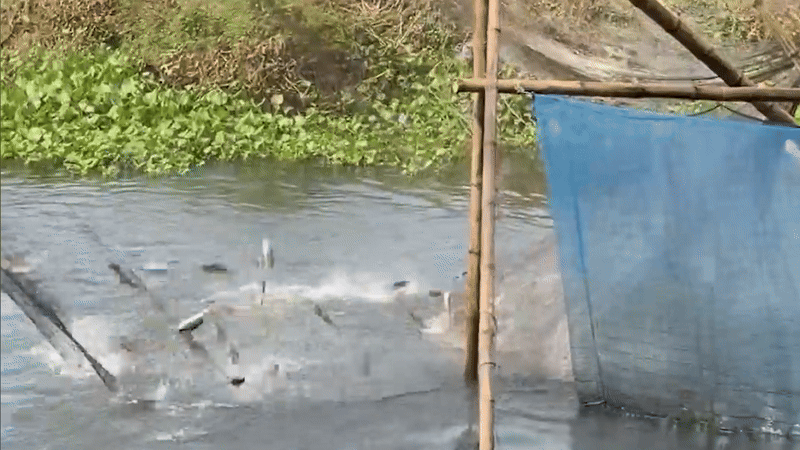 Angler nets massive haul of fish during the flood season