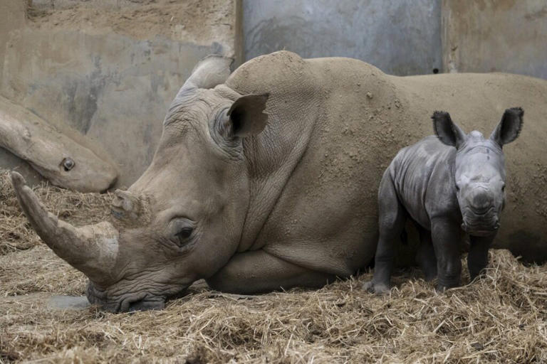 Baby white rhino born at wildlife park with 'extremely rare' birth ...