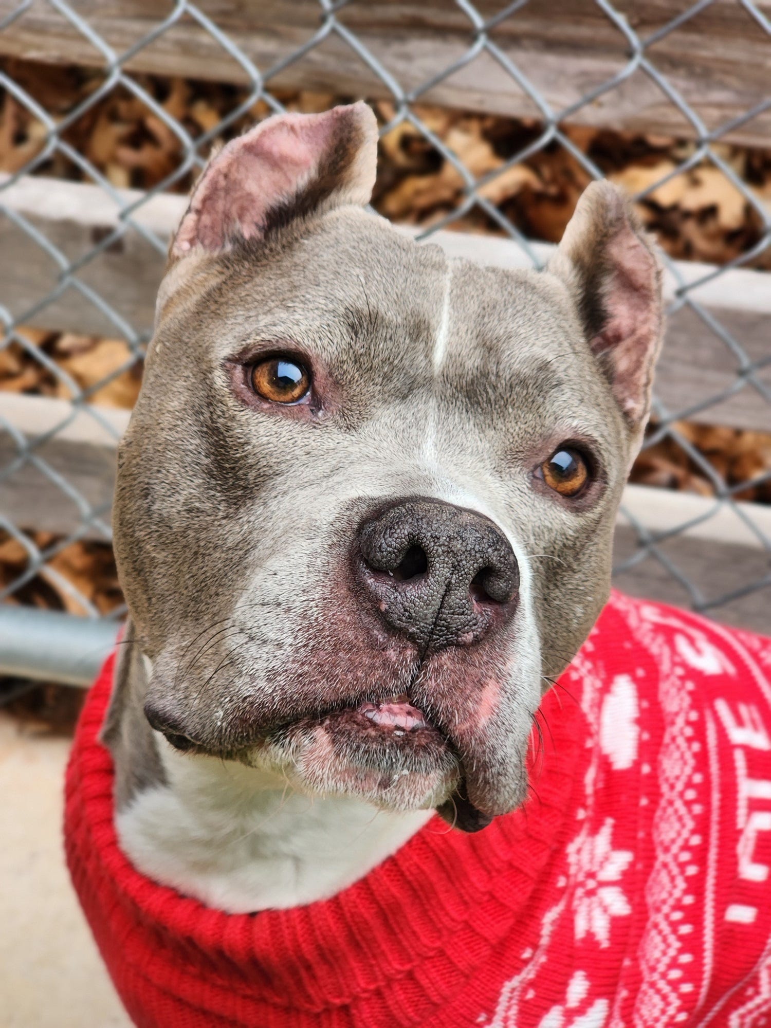 Looking to add a pet to your family? Roskoe, Tina, others available at ...