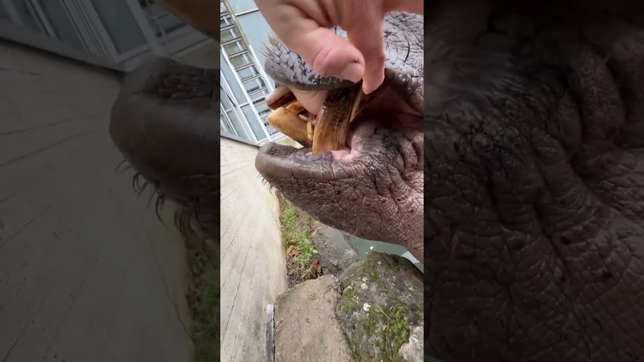 Check out close-up shots of hippos’ massive teeth in action