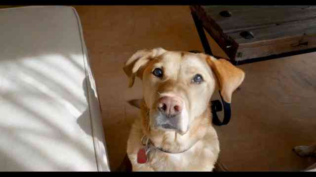 Woman reunites with missing dog after finding him on an adoption site ...