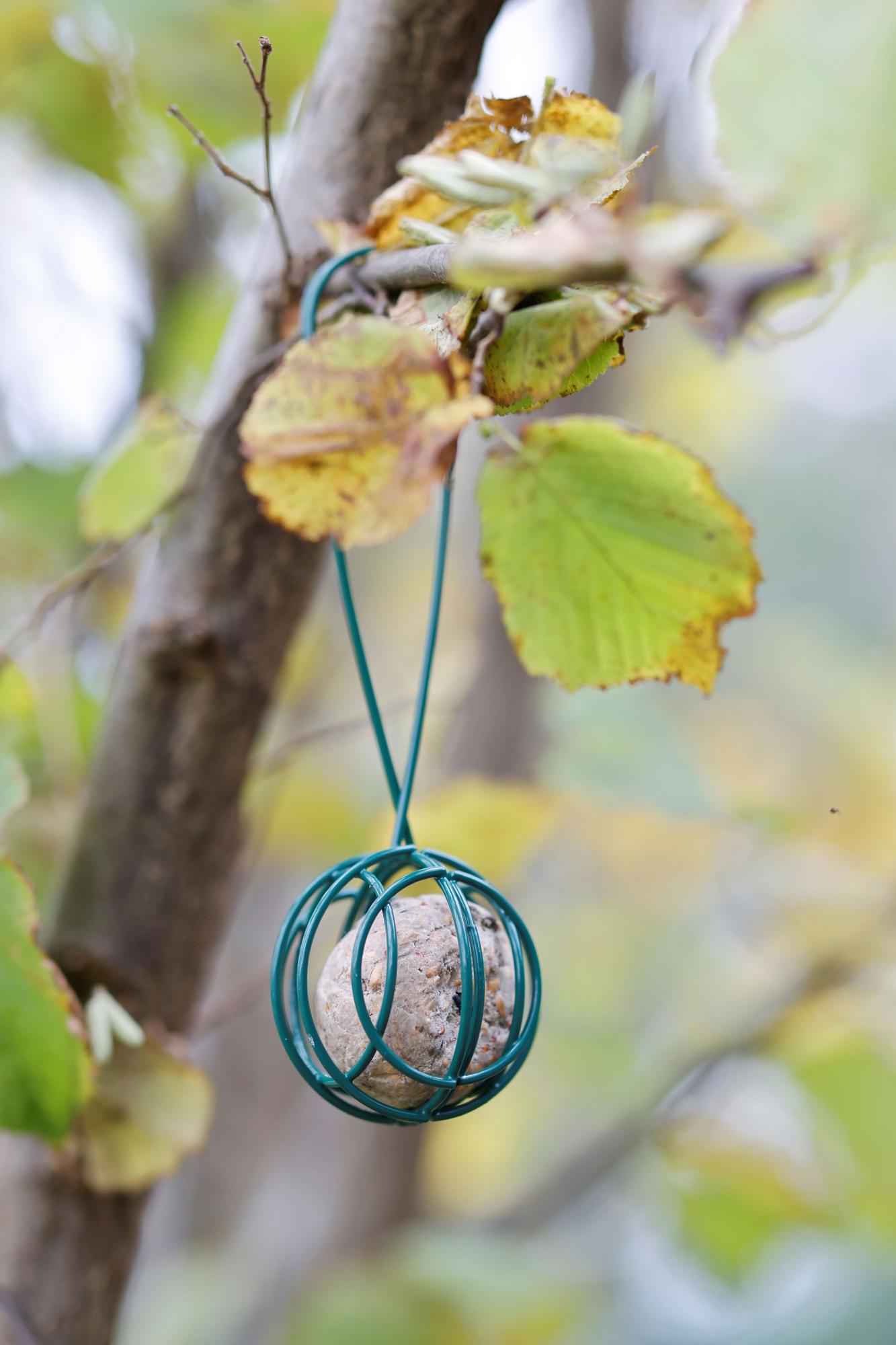 Housebuilder spreads festive cheer with donation of 'bird feed baubles ...