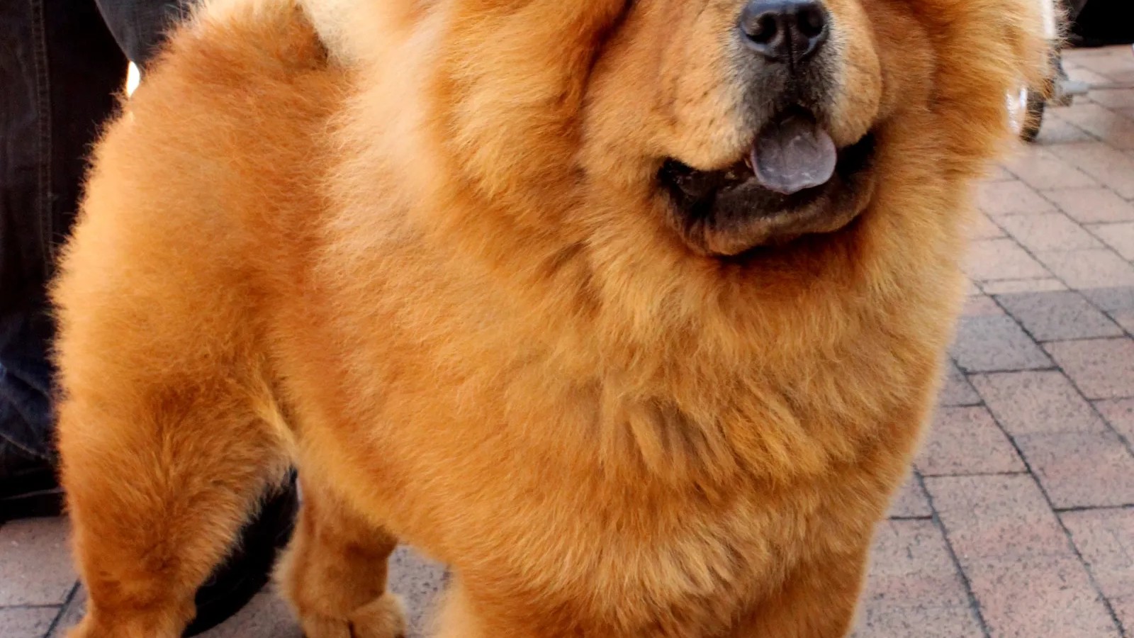 The 5 dog breeds veterinarians warn are most likely to become aggressive