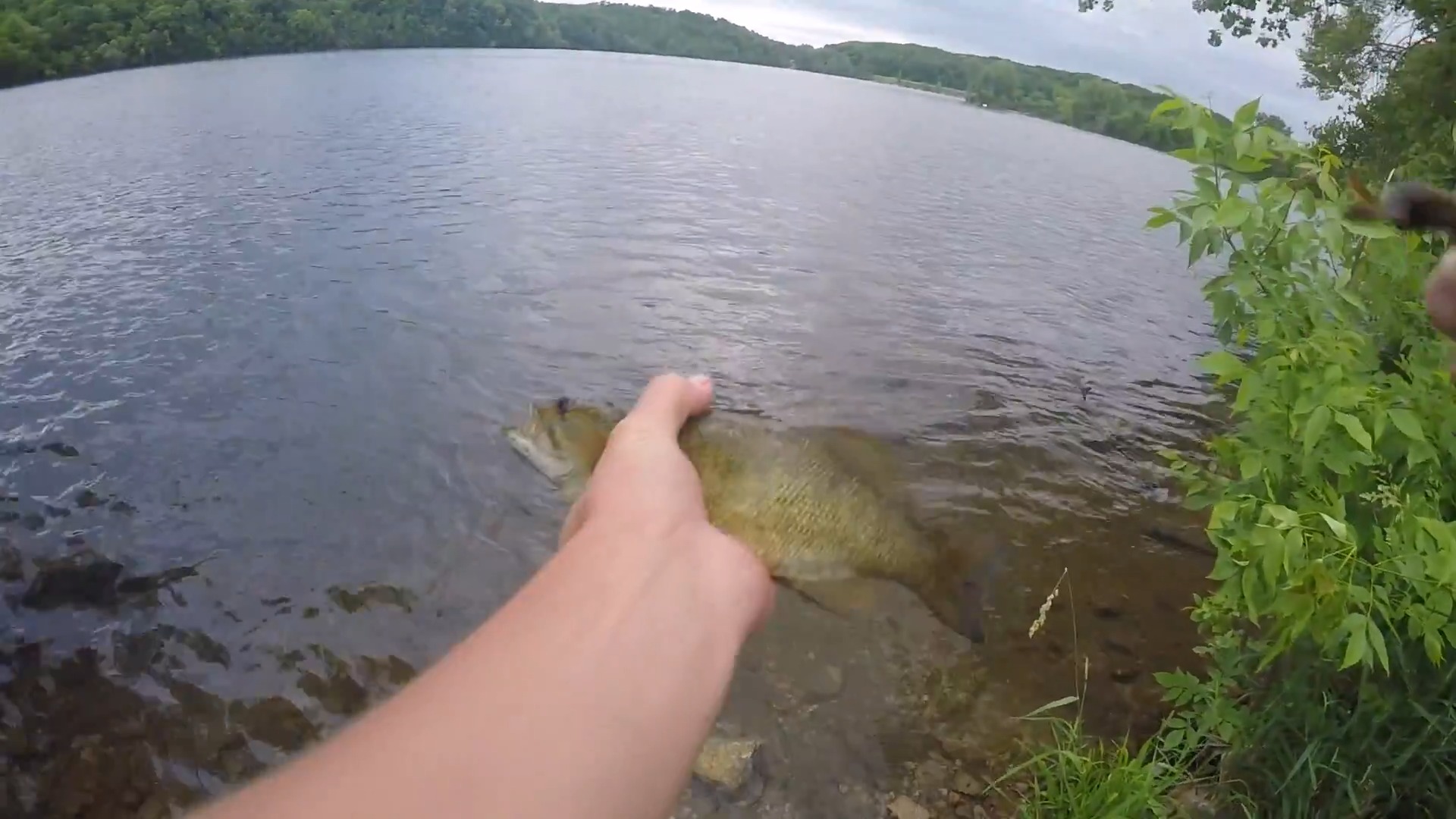 What happened when a coyote wouldn’t back off