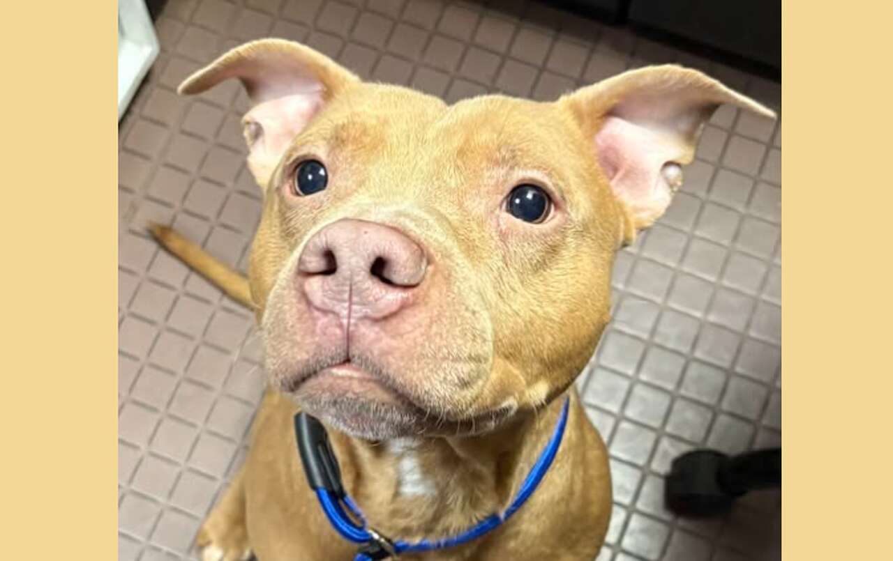 $5K reward offered after pit bull abandoned at West Hartford dog park ...