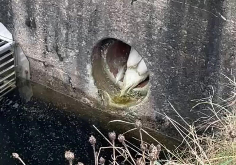 Swan rescue drama: Specialist saves birds in drain