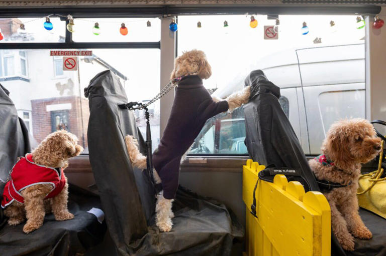 Britain’s first dog bus takes pups on fun-filled field trips