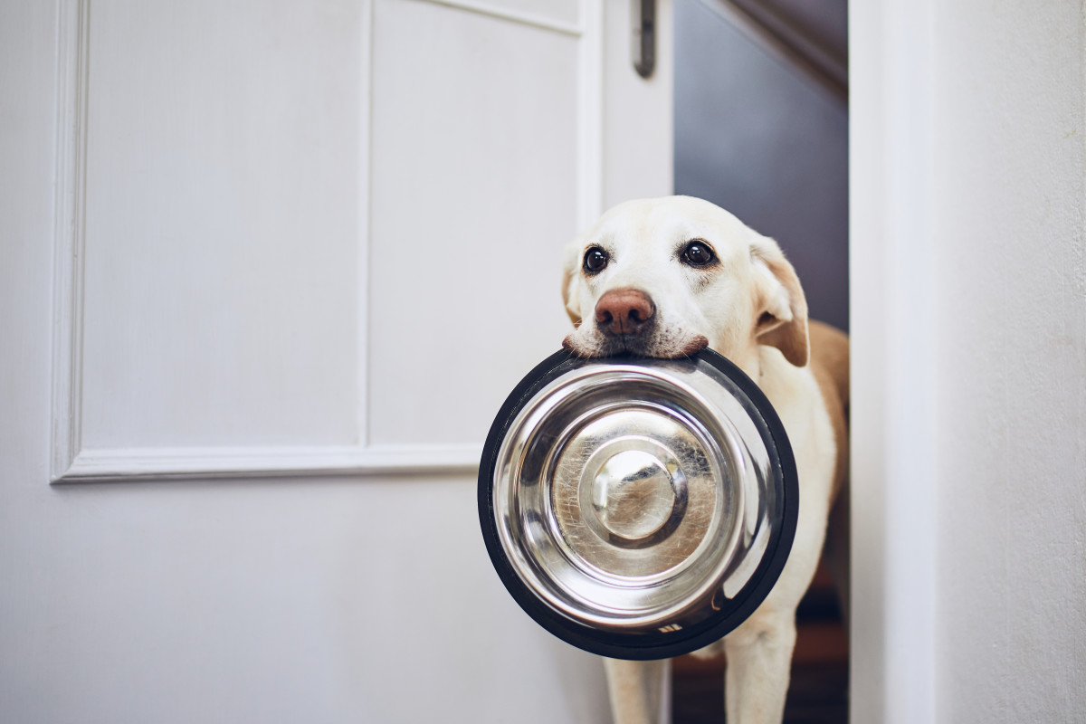 If your dog eats too fast, this simple slow-feeder mat might help