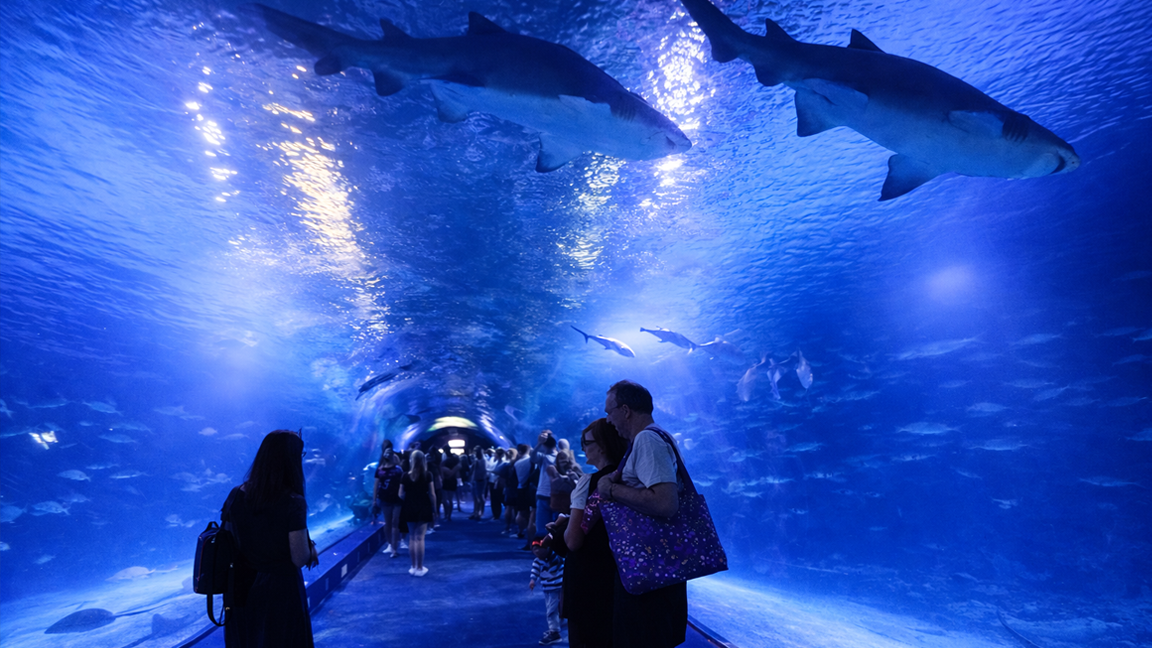 Marine life tunnel at Oceanogràfic Valencia
