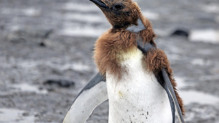 Meet the penguins dressed like little French artists