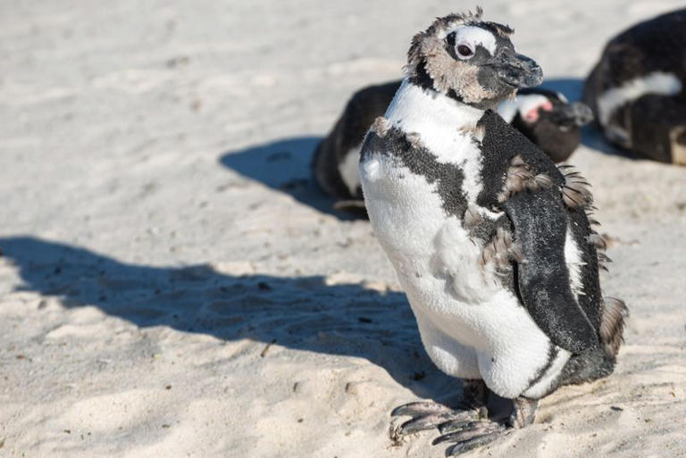 Meet the penguins dressed like little French artists