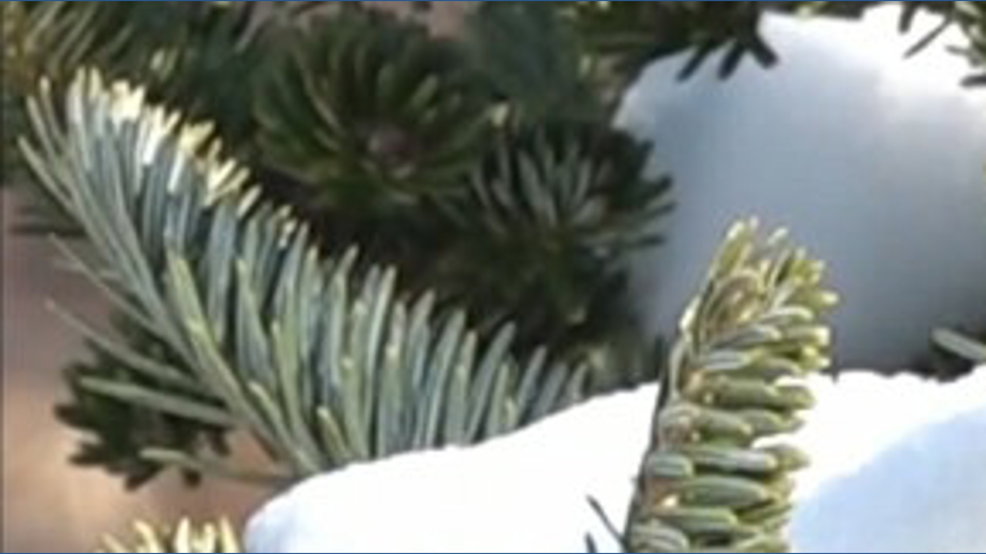 Bale Kenyon Family Farms pay-what-you-can Christmas trees