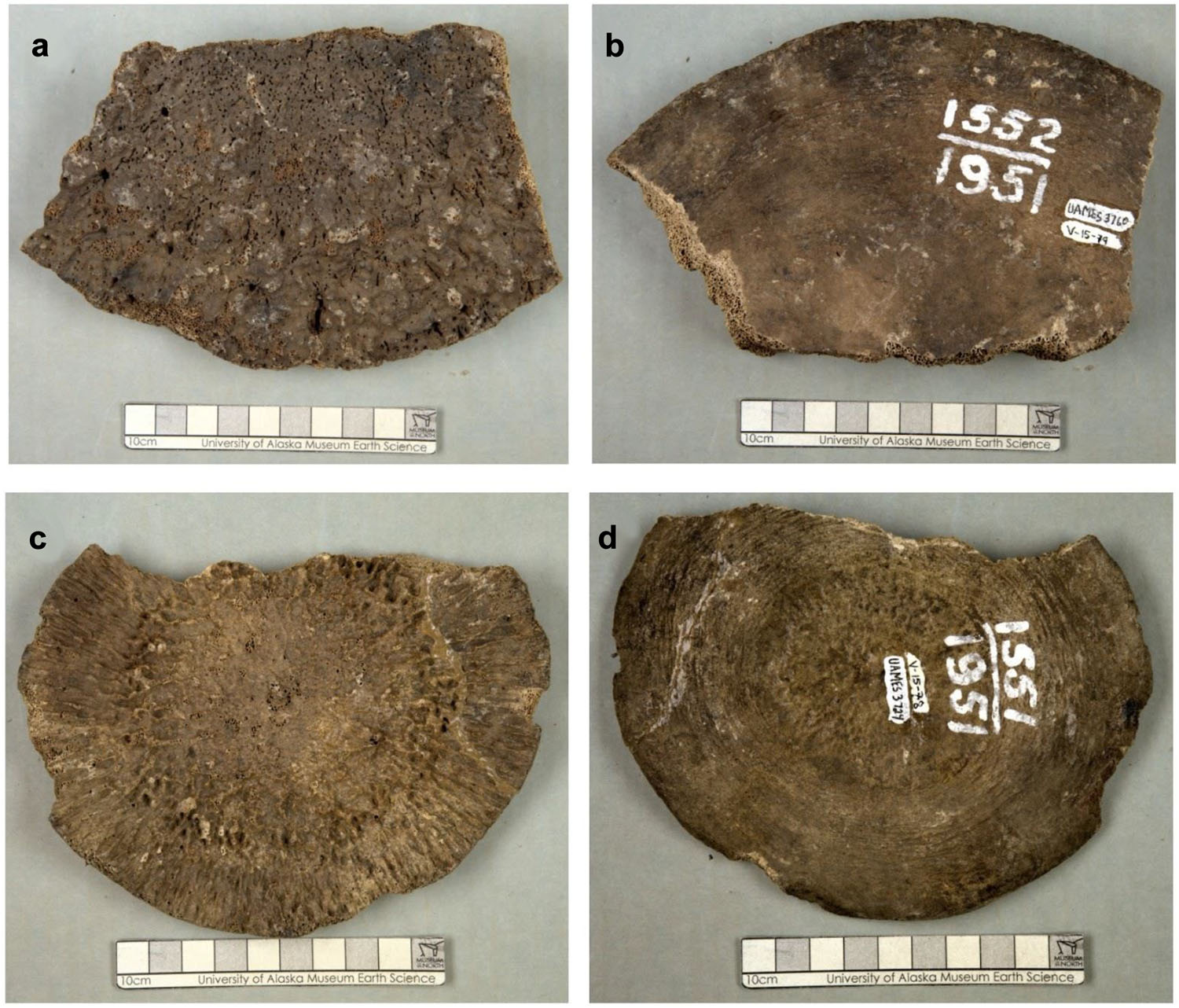 Mysteriously young 'mammoth' fossils discovered in Alaska turned out to ...