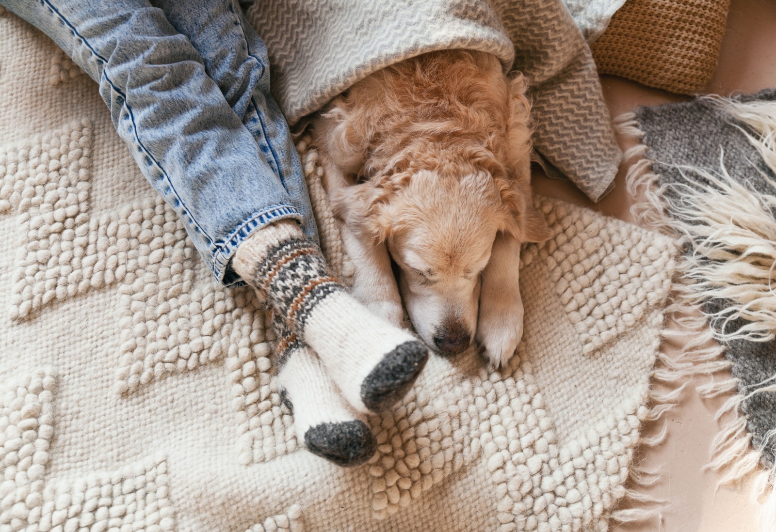 9 of the most recommended animals to have as pets at home