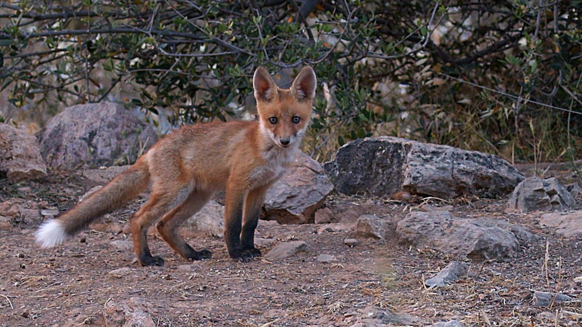 Quiet moments with fox kits in the wild
