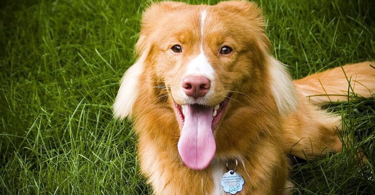 10 retriever breeds – the fetch styles that make each one different