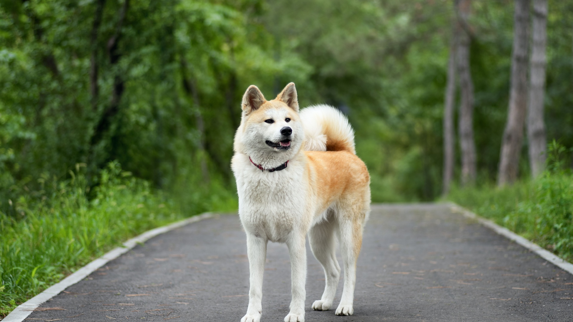 12 innocent-looking dogs that turn aggressive without warning