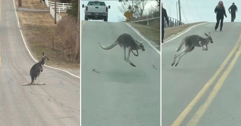 Oklahoma police chases kangaroo