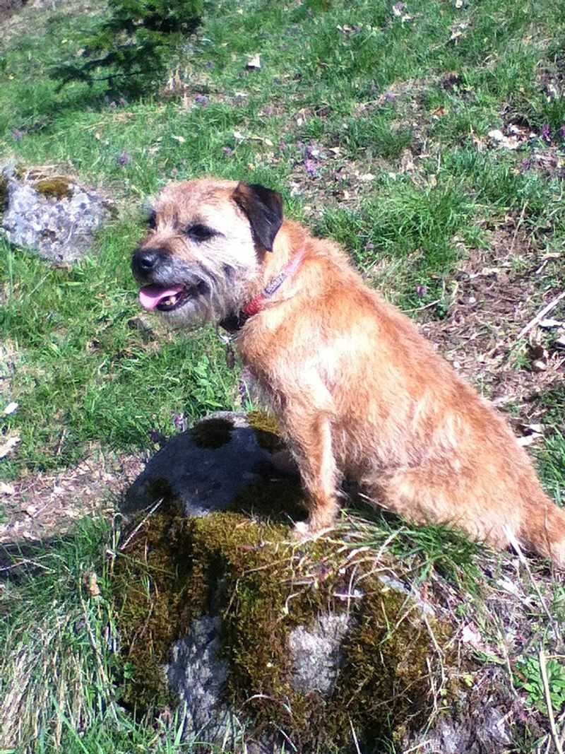 12 terrier breeds – the digging, chasing, and "treasure hunting ...