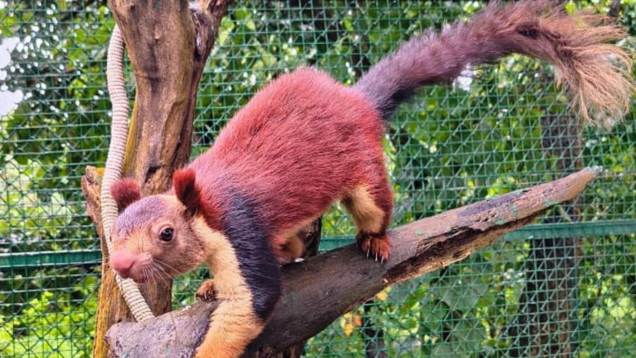 Rescued Indian giant squirrels rehabilitated, released into the wild
