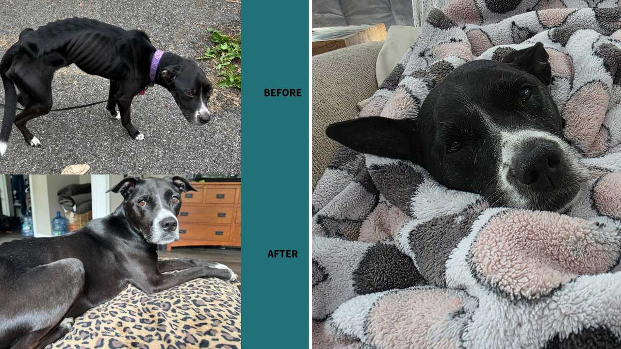 Once rescued from severe neglect, dog faces new medical battle in ...