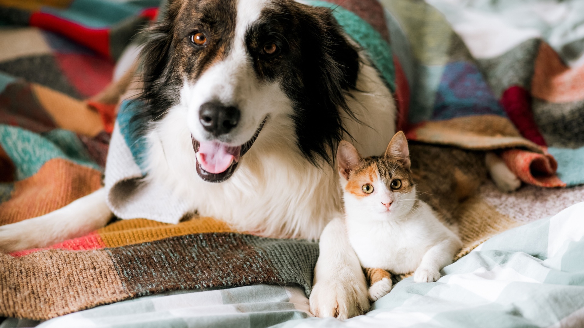 9 of the most recommended animals to have as pets at home