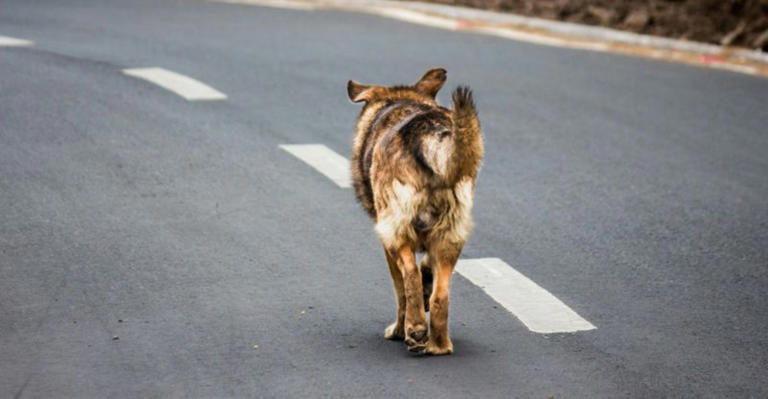 11 dog behaviors that look like disobedience – but are actually stress ...